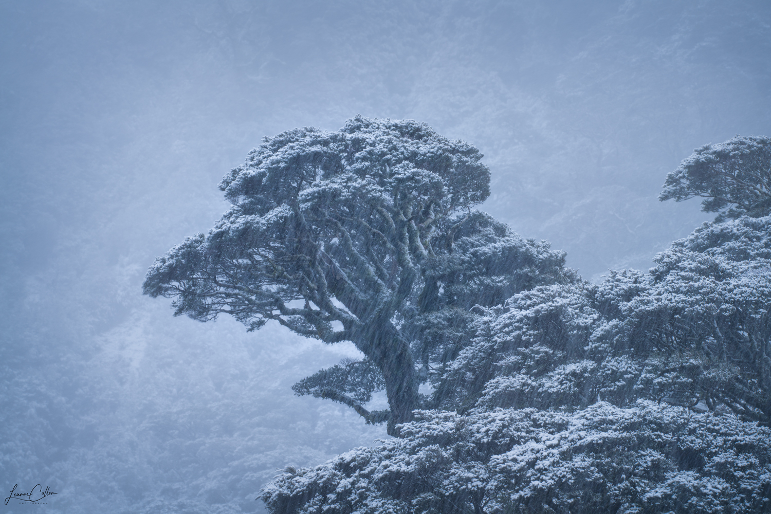 Forest & Trees - Leanne Cullen Photography