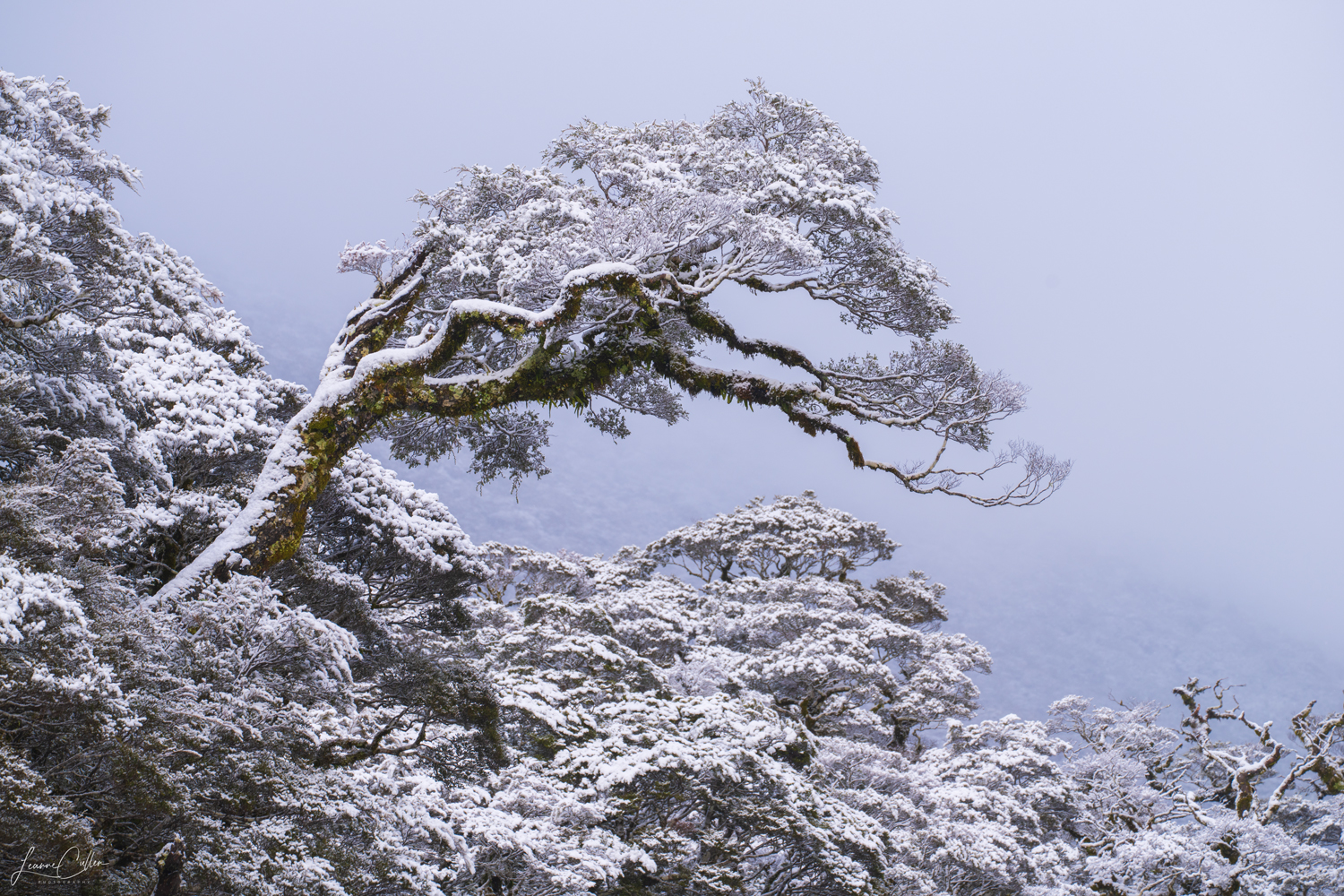 Forest & Trees - Leanne Cullen Photography